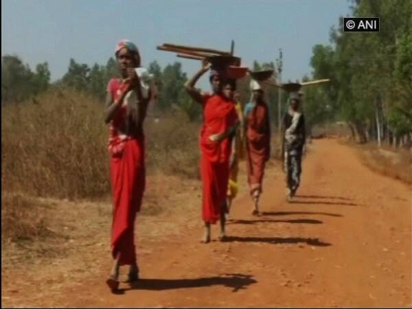 Tribal village in Chhattisgarh takes up community farming