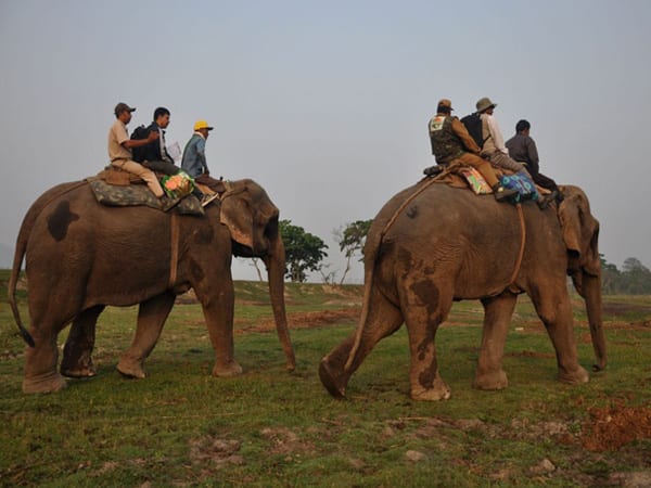 Rhino count starts in Kaziranga