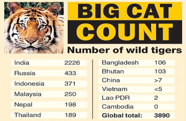 World tiger population increases for first time after a century of decline