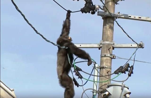 Watch what happens when Chacha the chimp escapes Japanese zoo
