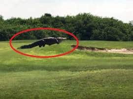 Watch: When a ginormous alligator spotted casually walking across a ...