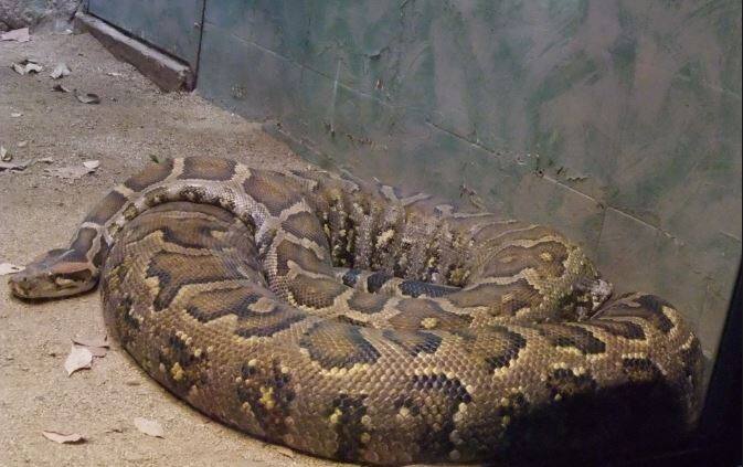 BIZARRE ! Woman swallowed by 23 foot long python, body found intact ...