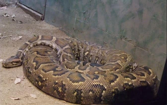 BIZARRE ! Woman swallowed by 23 foot long python, body found intact ...