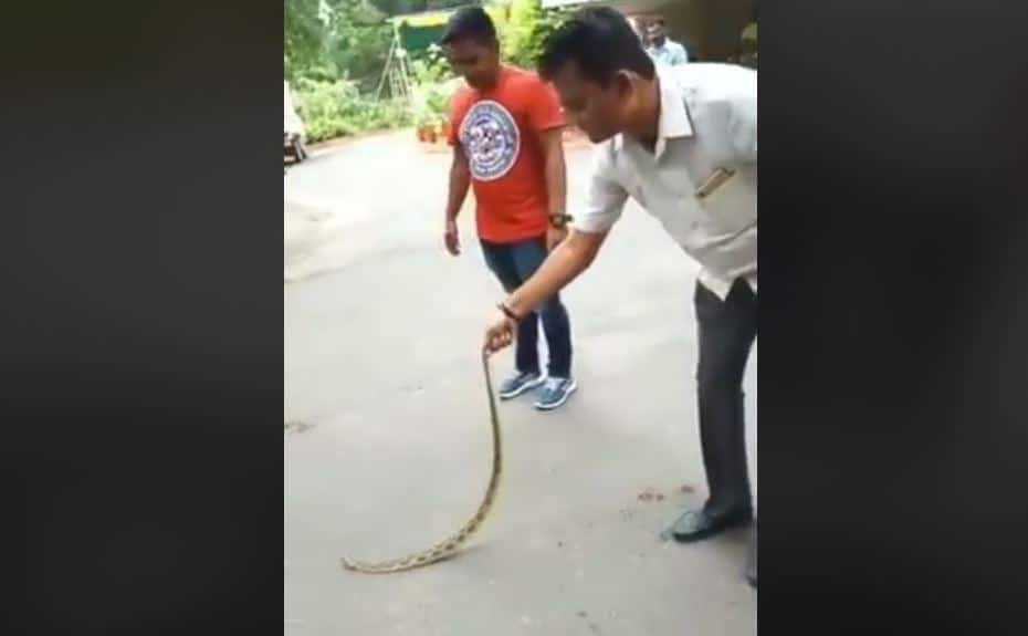 Watch: Video of Gujarat Congress leader subduing venomous snake outside ...