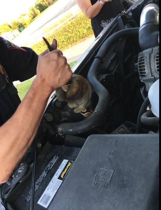 IN PICTURES: Woman shocked to find 4-foot-long python coiled inside car ...