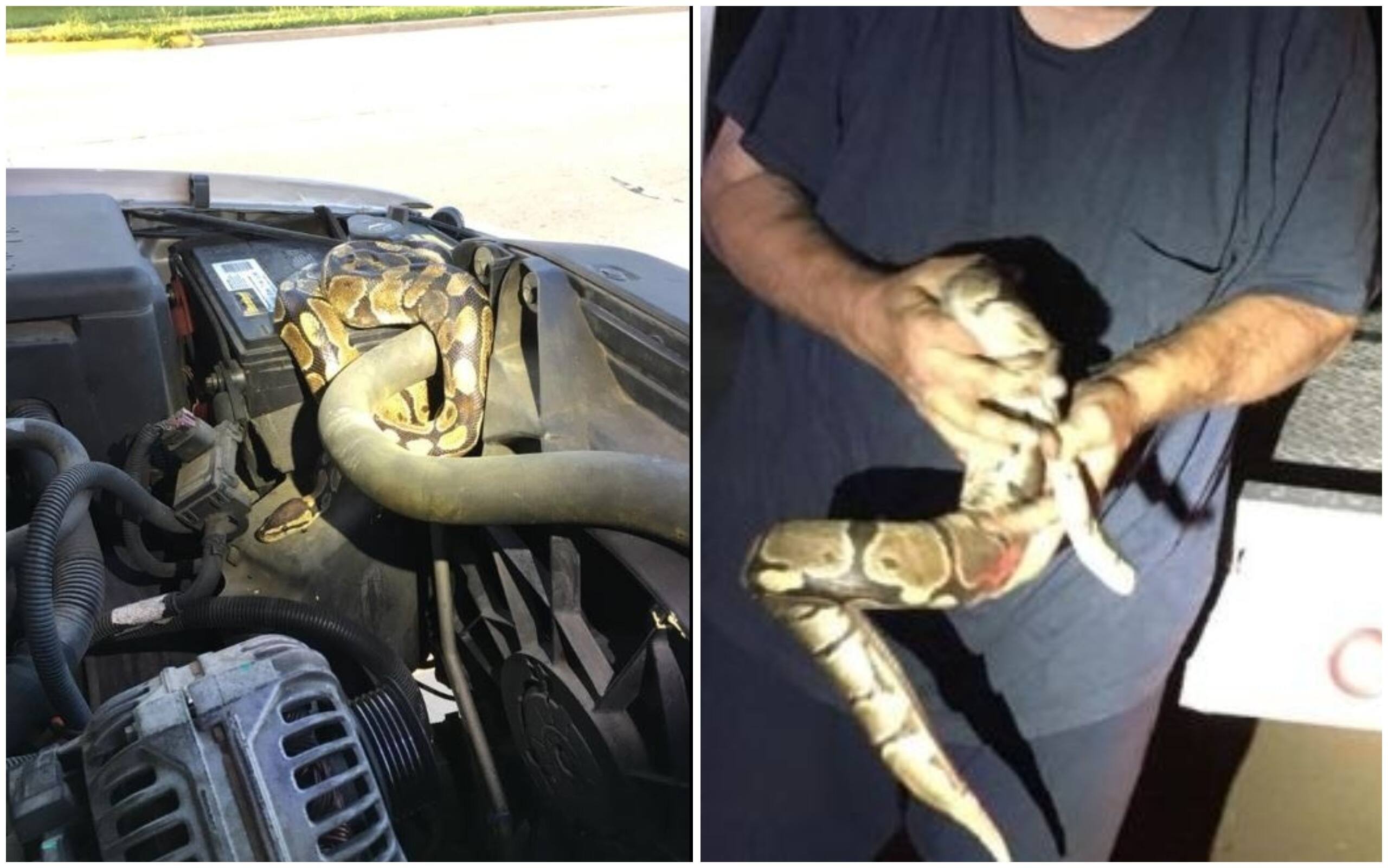 IN PICTURES: Woman shocked to find 4-foot-long python coiled inside car ...