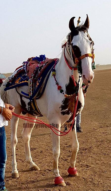 In PICS: Salman Khan's offer of Rs. 2 crore for rare-breed horse Saqab ...