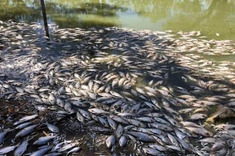 SHOCKING IMAGES: 'Hundreds Of Thousands' Of Fish Dead In Australia Due ...
