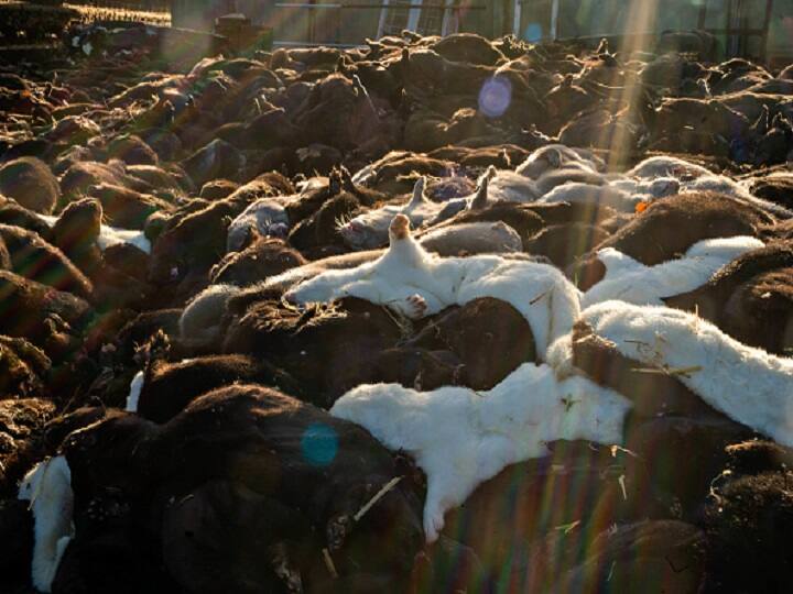 After Mass Culling, Corpses Of Dead Minks Infected with Mutated Covid ...