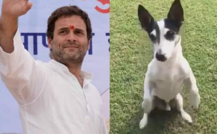 Rahul Gandhi’s Dog ‘declares’ It Tweets For Him | खत्म हुई 'तलाश ...