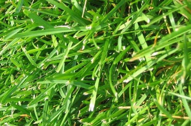 Health Benefits and Uses of Bermuda Grass|यौन रोगों से लेकर पेट के ...