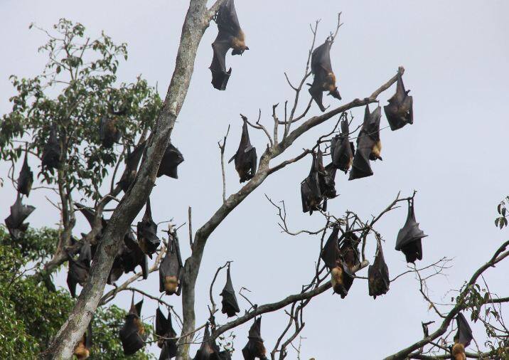 Nipah Virus: after spreading Nipah Virus in kerala now HP's Nahan ...