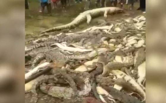 Indonesia: Angry Mob Slaughtered Nearly 300 Crocodiles In Revenge Attack