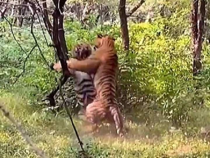 Viral video Two male tigers fight for female Tigress | Viral video ...