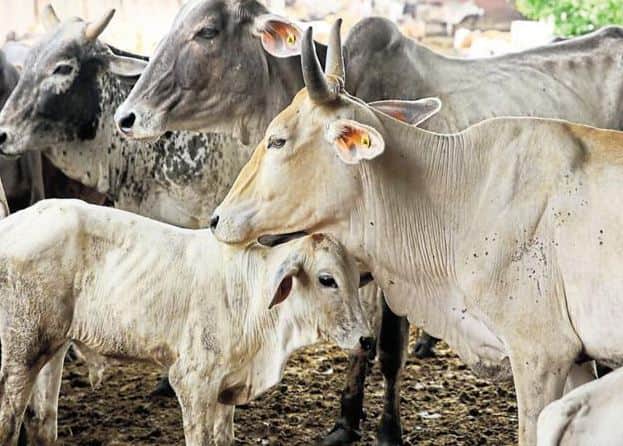 Dagri Cow: Latest News, Photos and Videos on Dagri Cow - ABP News