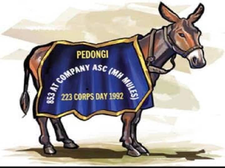 On this day, the Indian Army mule \'Pedongi\' was given the gallantry ...