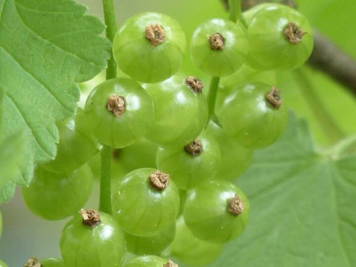 Know the special importance of Amla tree worship on Amla Navami day ...