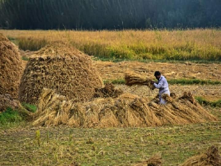 labourers from Bihar, UP found working as bonded labourers in Punjab ...