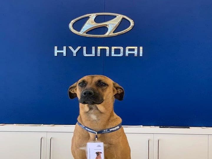 A street dog becomes a sales dog in a Hyundai Showroom in Brazil viral ...