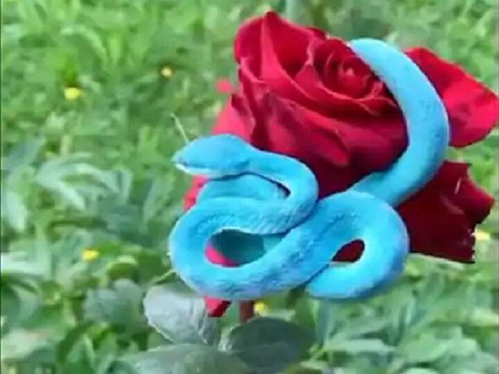 A Rare Blue Snake Seen Sitting On A Red Rose Flower Video Viral | Viral ...