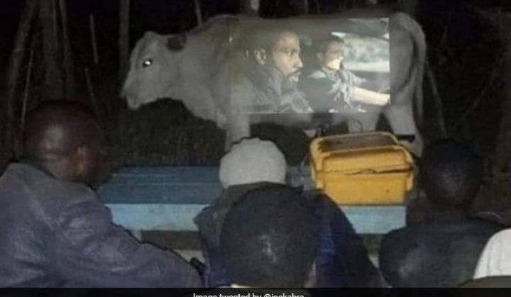 People made projectors on cow\'s stomach | Viral Photo: गाय के पेट को ...