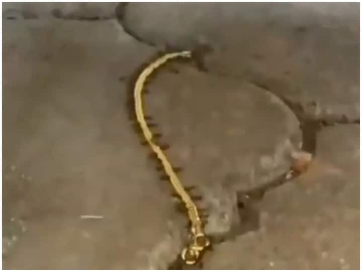 Viral Video Ants were carrying a gold chain people said they are ...