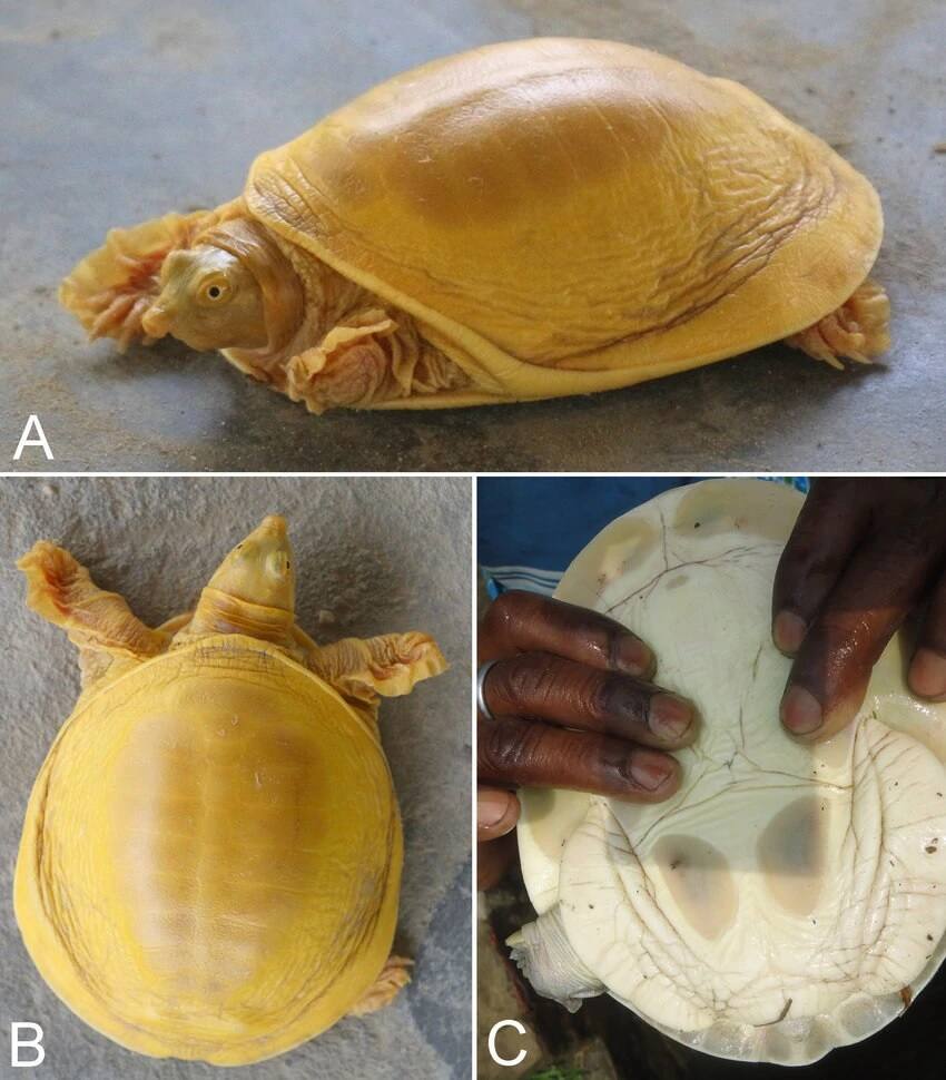 Rare Golden Turtle Found in Nepal | নেপালে উদ্ধার বিরল সোনালী রঙের ...