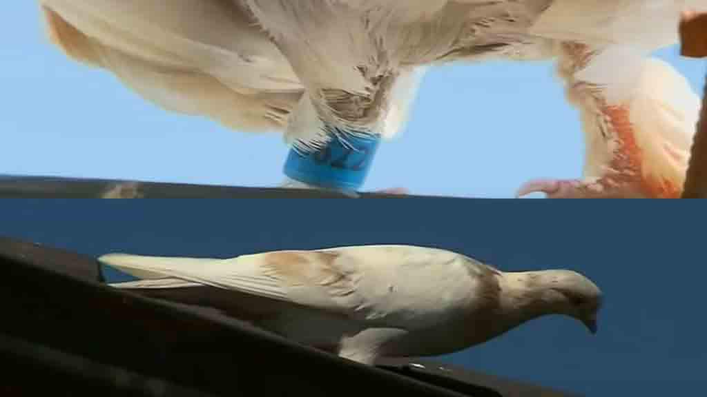 Australia declared Joe the pigeon a biosecurity risk, facing death row ...
