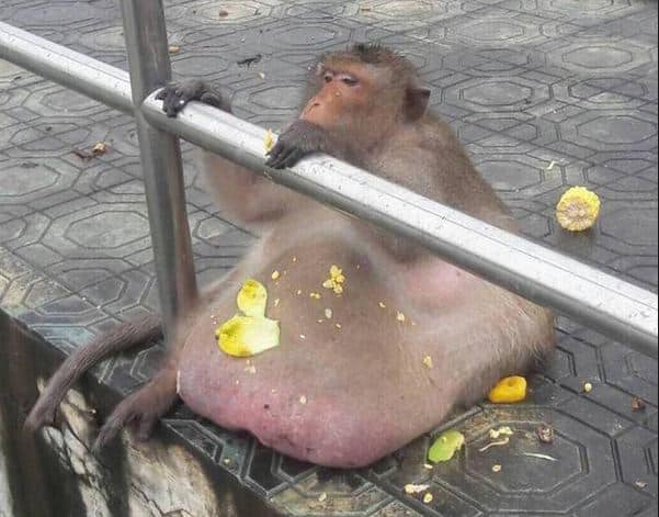 Obese Monkey Nicknamed Uncle Fatty Is Seen In Thailand | खाण्यासाठी ...