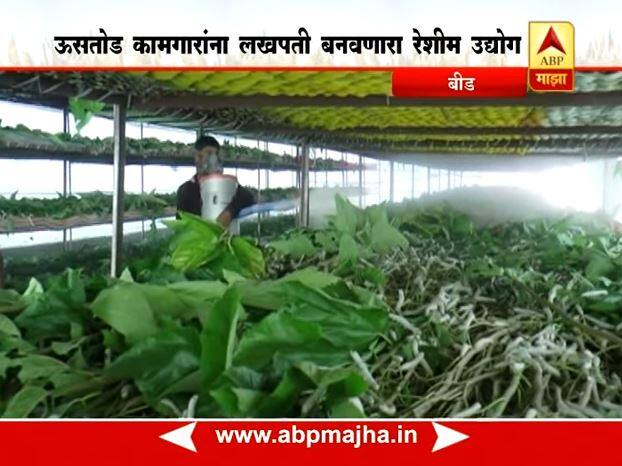 712 Chya Batmya Silk Cultivation Reshim Farming Success Story | कष्टाची ...