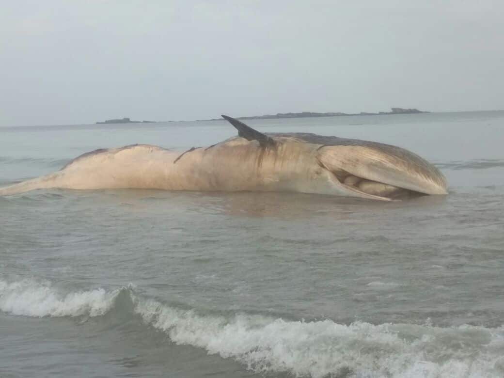 dead Whale fish found on the seashore of Malvan latest update ...