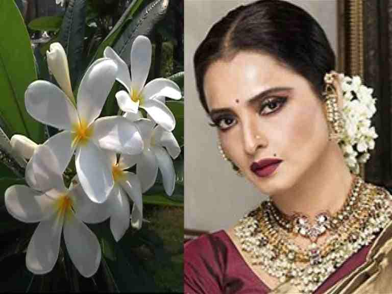 बँडस्टँडला चाफा फुलवला, तरच खासदार निधी : रेखा | Rekha wants chafa ...