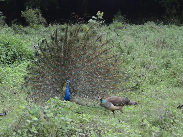 Peacock dance in himayat bagh in Aurangabad | पाऊस पडला, निसर्ग खुलला ...