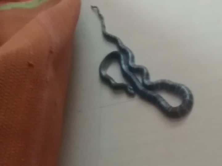 most snaky Manyar snake found in bed in Parbhani | अंथरुणात निघाला ...