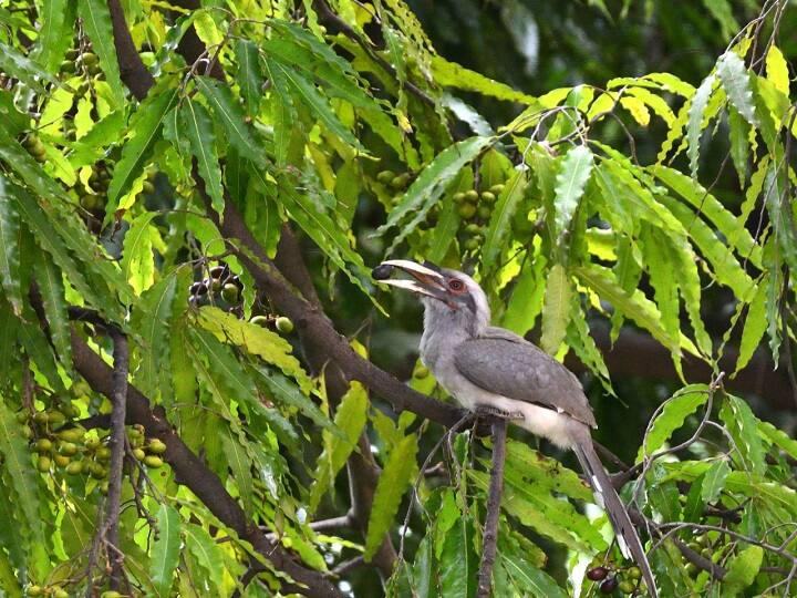 How many species of birds are there in Pune? The work of making \'Pune ...