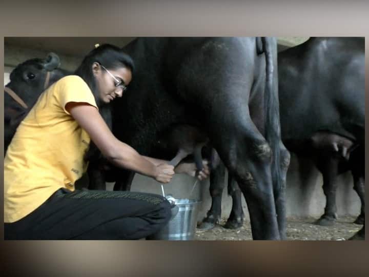 Ahmednagar Parner Nighoj Shradhha dhawan success story buffaloes ...
