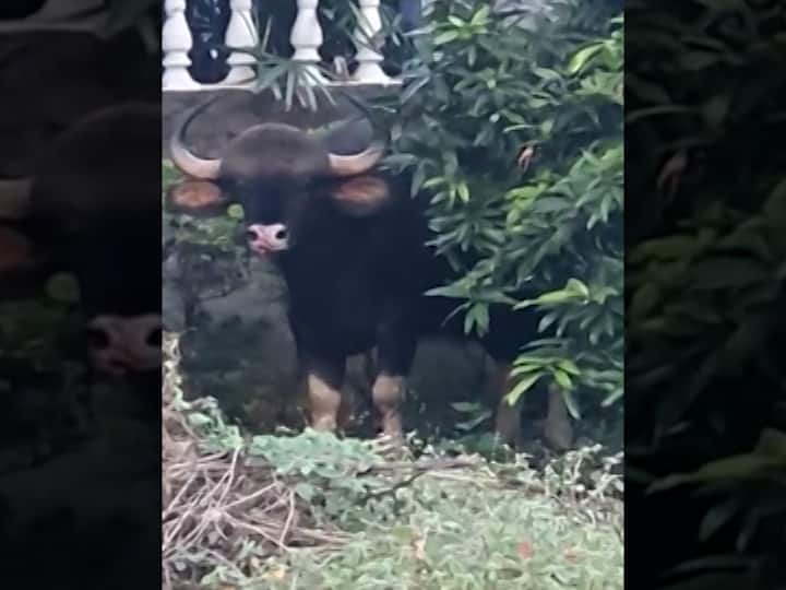 Wild animal Gava entered in Kothrud Pune died after rescue operation ...