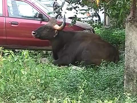 Wild Animal Gava Entered In Kothrud Pune Died After Rescue Operation ...