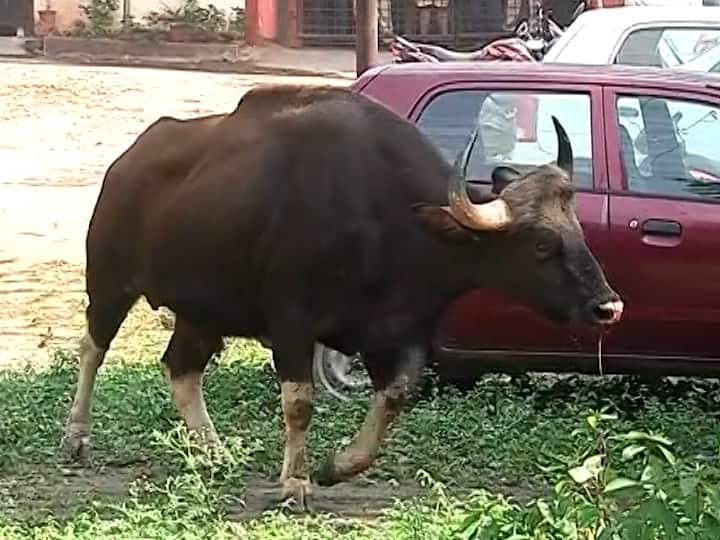 Wild animal Gava entered in Kothrud Pune died after rescue operation ...