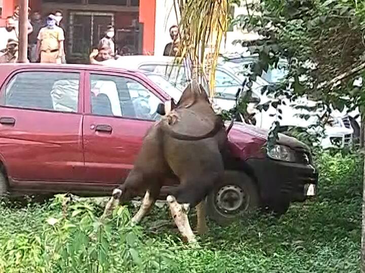 Wild animal Gava entered in Kothrud Pune died after rescue operation ...