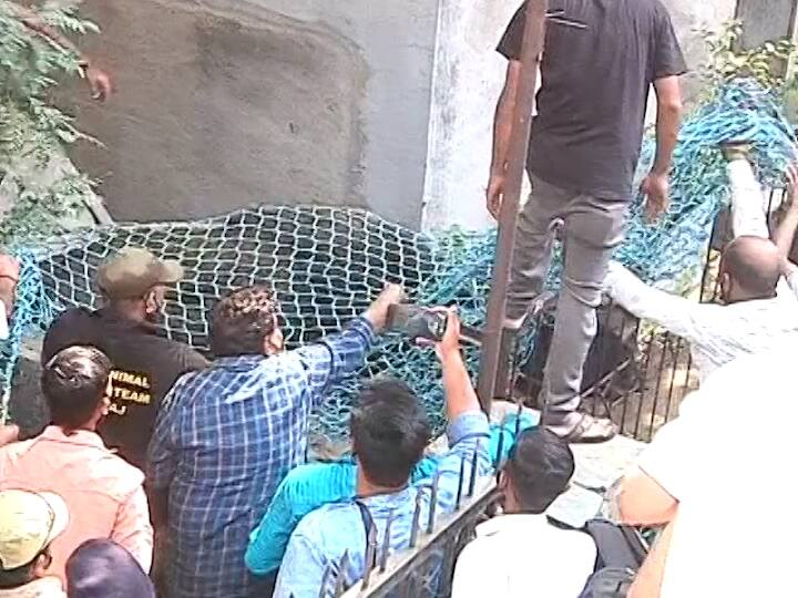 Wild animal Gava entered in Kothrud Pune died after rescue operation ...