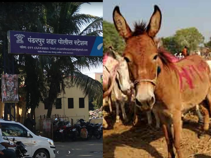 Pandharpur Sand Mafia action Taken By Police donkey donkey went to Ooty ...