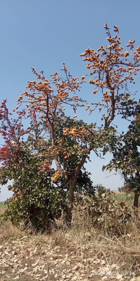 Nature Lovers Are Overjoyed To See Rare Yellow Butea Monosperma Or ...