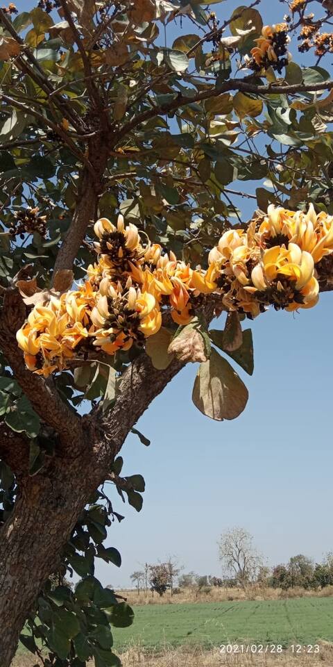 Nature Lovers Are Overjoyed To See Rare Yellow Butea Monosperma Or ...