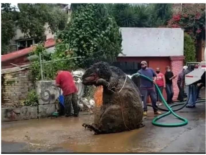 Viral video Mexico 4 feet giant rat in gutter | Viral Video: ਗਟਰ \'ਚੋਂ ...