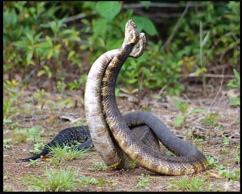 Fight between two venomous snakes for a female snake, watch the video ...